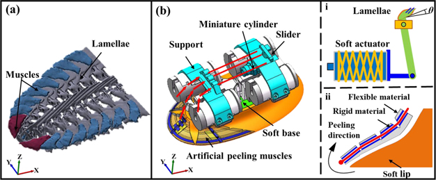 Detachment of the remora suckerfish disc: kinematics and a bio-inspired ...