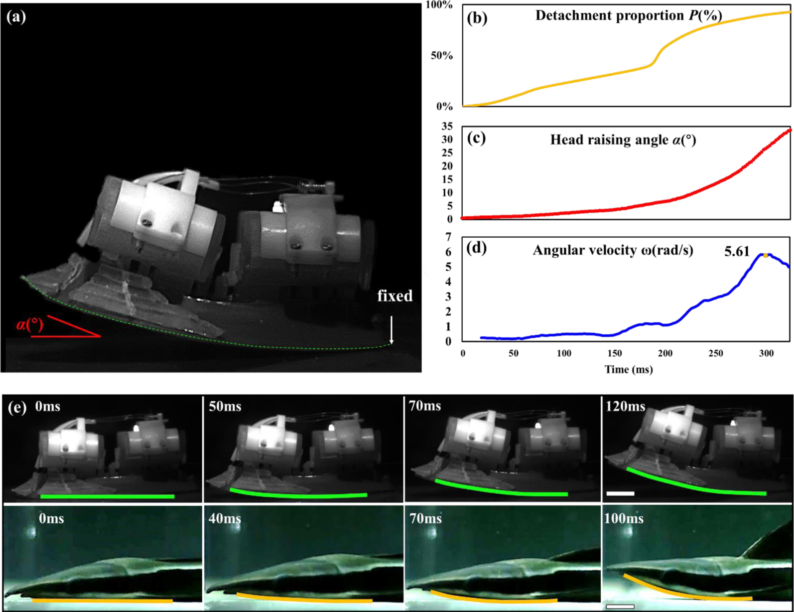 Detachment of the remora suckerfish disc: kinematics and a bio-inspired ...