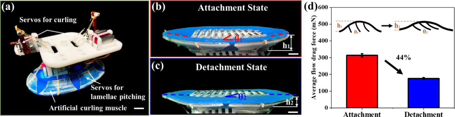 Detachment of the remora suckerfish disc: kinematics and a bio-inspired ...