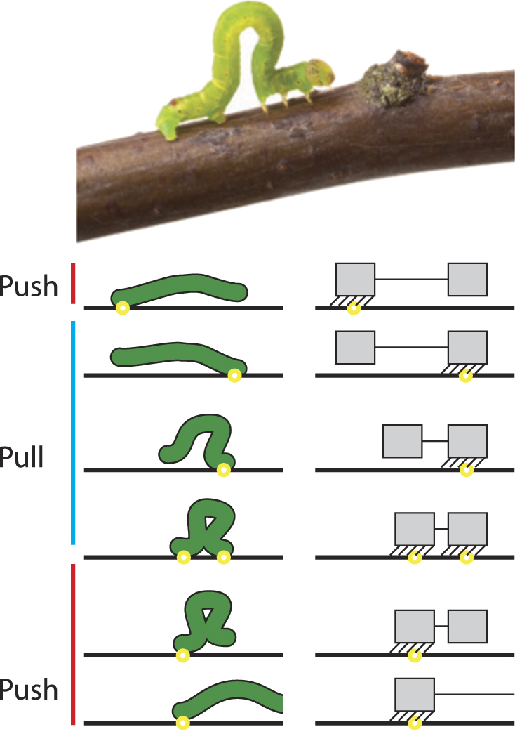 Rapid two-anchor crawling from a milliscale prismatic-push–pull (3P ...