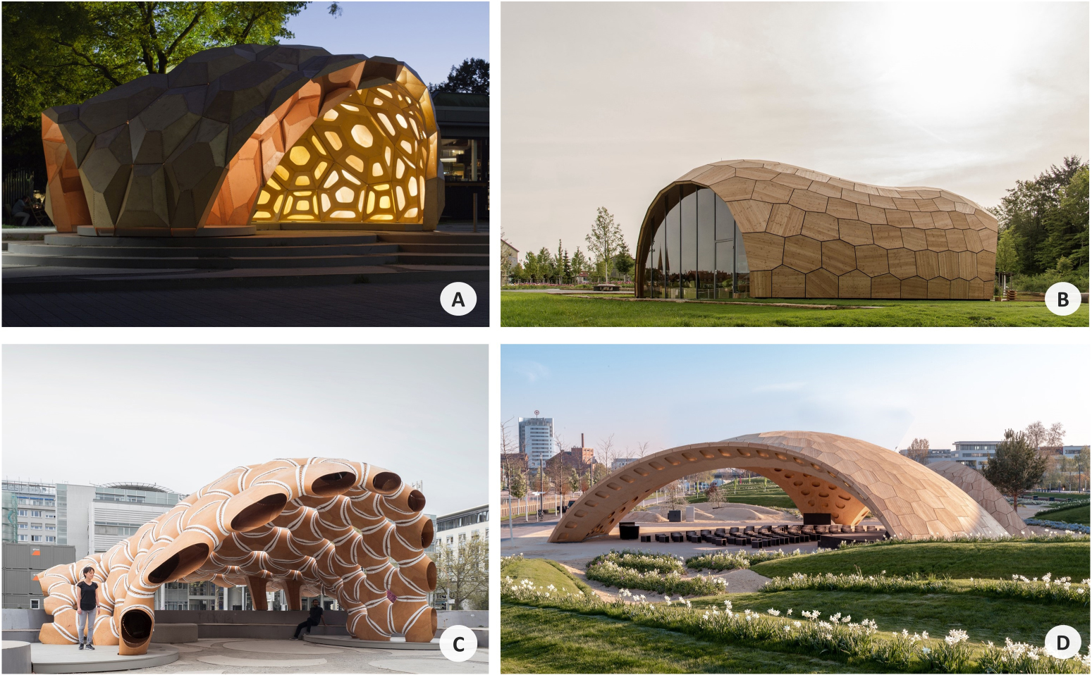 Constructional design of echinoid endoskeleton: main structural ...