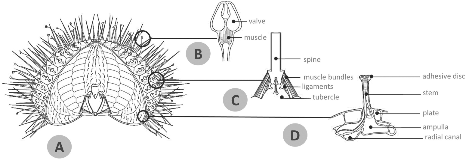 Constructional design of echinoid endoskeleton: main structural ...