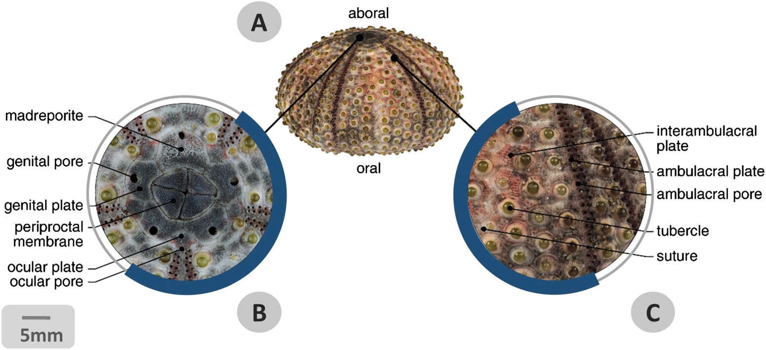 Constructional design of echinoid endoskeleton: main structural ...