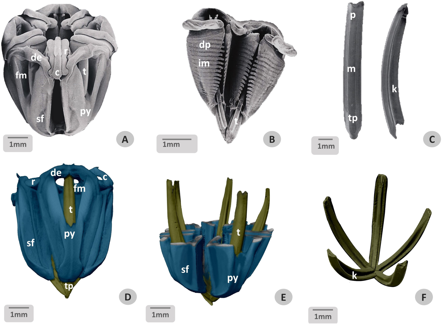 Constructional design of echinoid endoskeleton: main structural ...