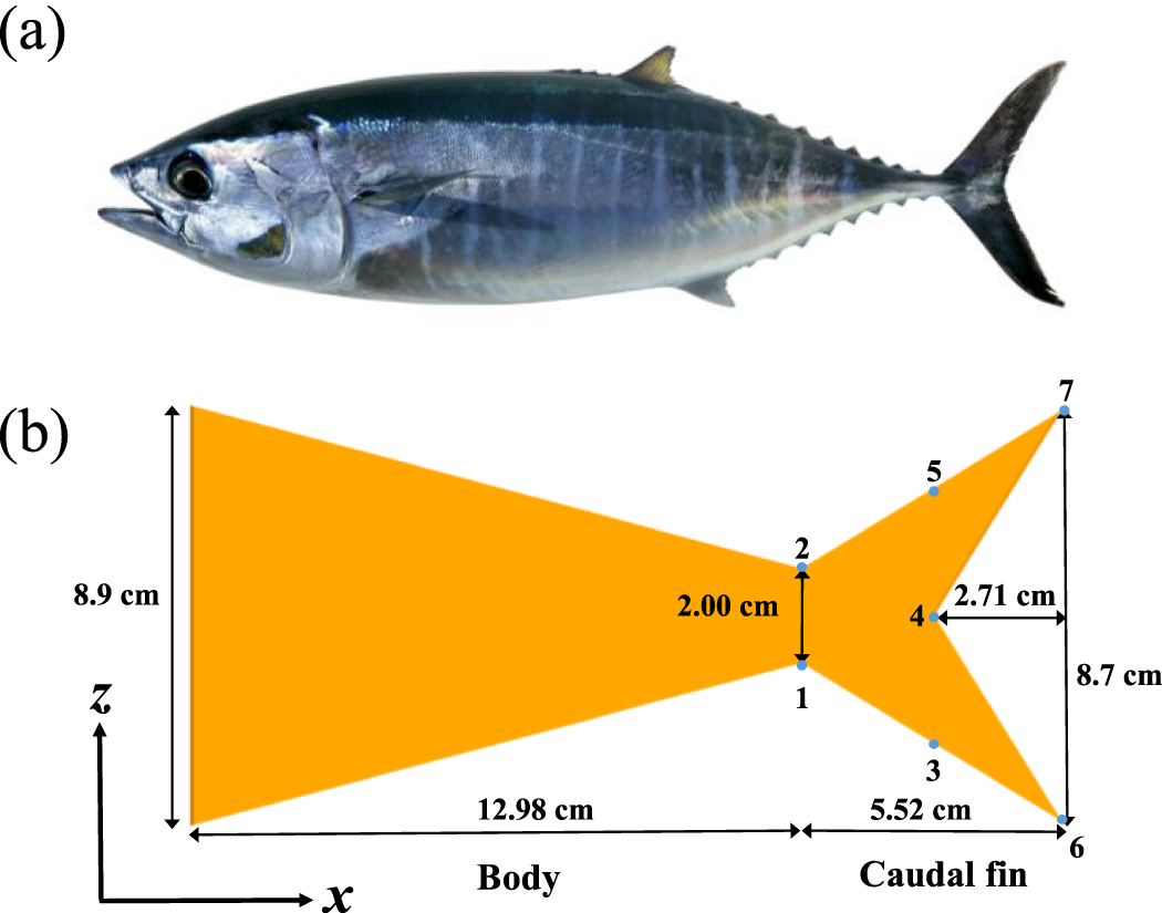The effect of variable stiffness of tuna-like fish body and fin on ...