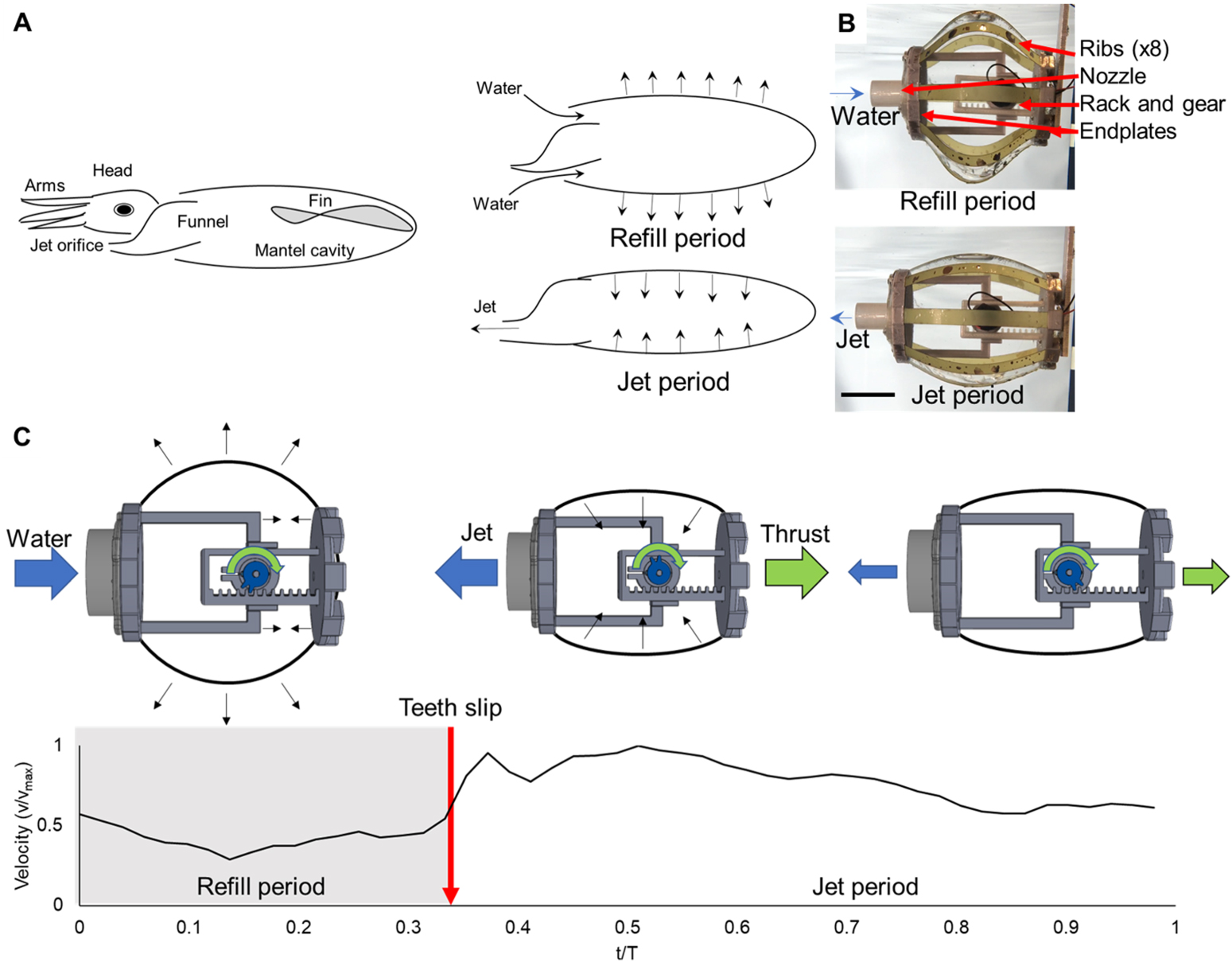 Cephalopod-inspired robot capable of cyclic jet propulsion through ...