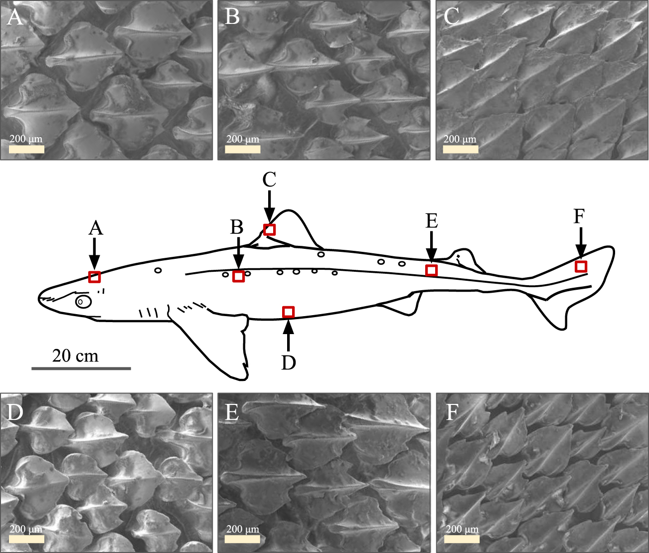 On the influence of biomimetic shark skin in dynamic flow separation ...