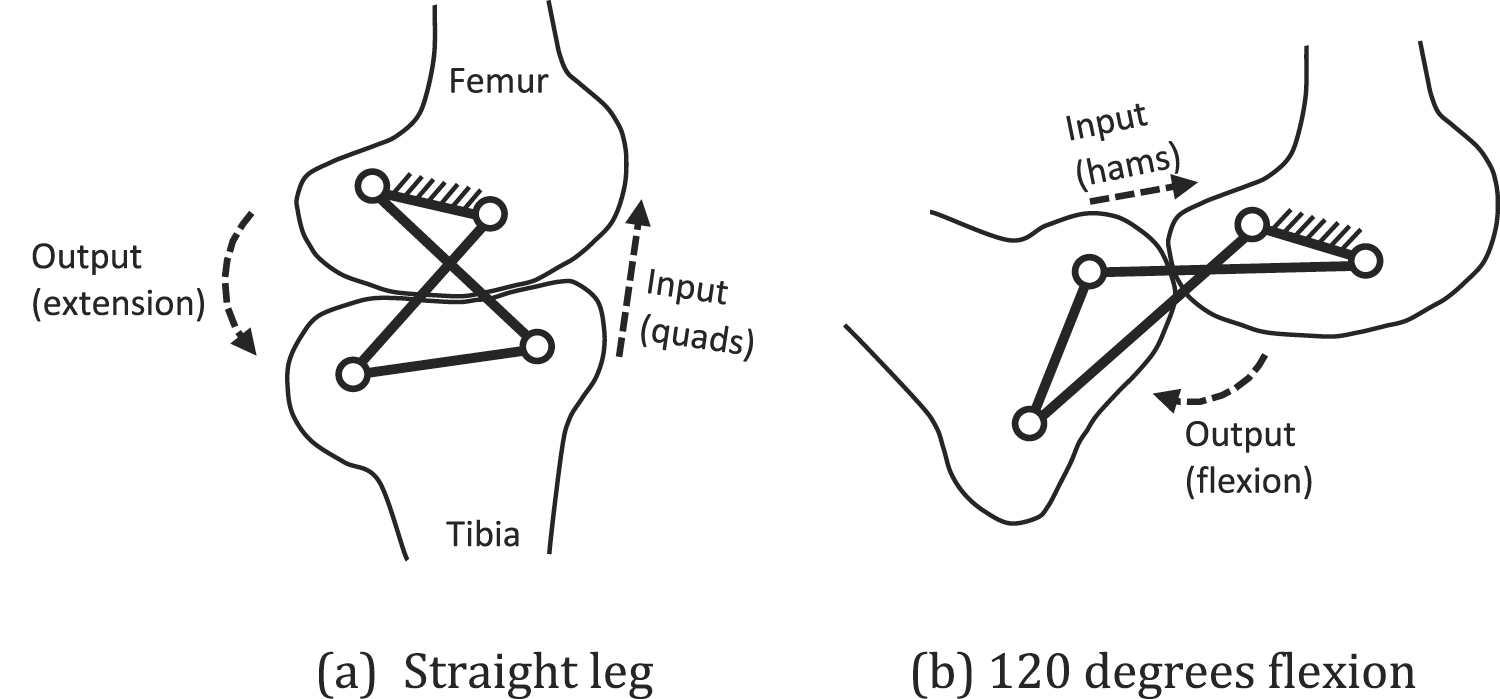 A review of linkage mechanisms in animal joints and related bioinspired ...