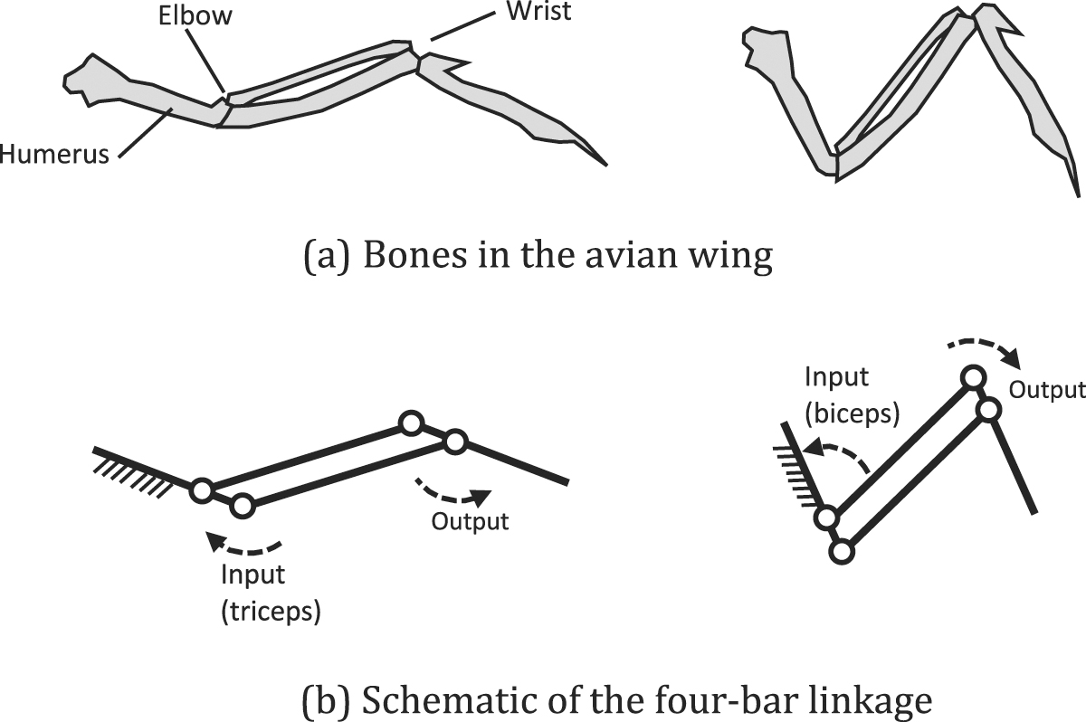 A review of linkage mechanisms in animal joints and related bioinspired ...