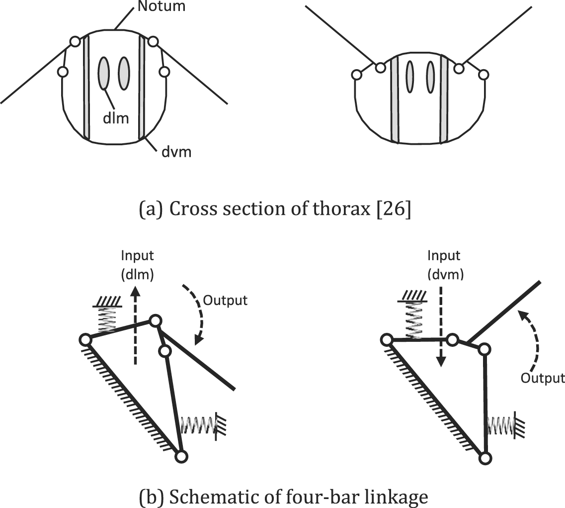 A review of linkage mechanisms in animal joints and related bioinspired ...