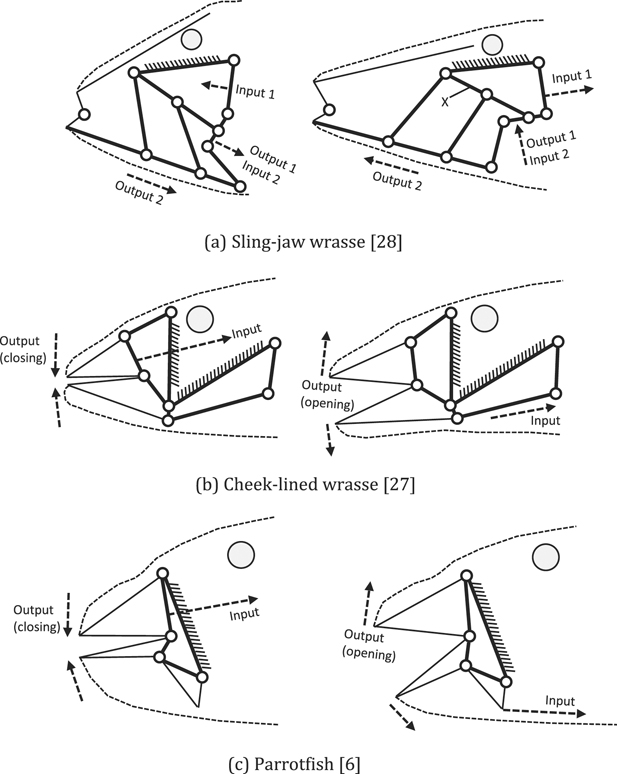 A review of linkage mechanisms in animal joints and related bioinspired ...