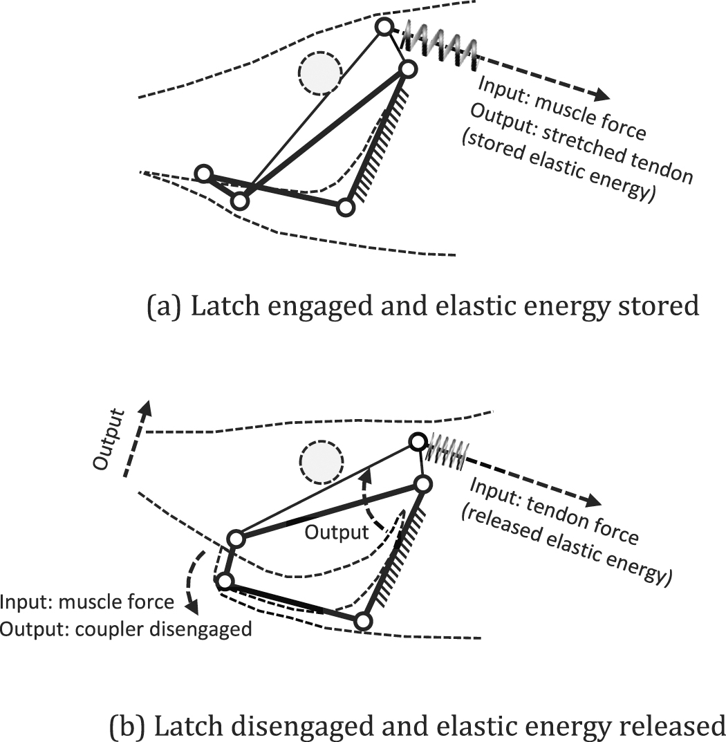 A review of linkage mechanisms in animal joints and related bioinspired ...