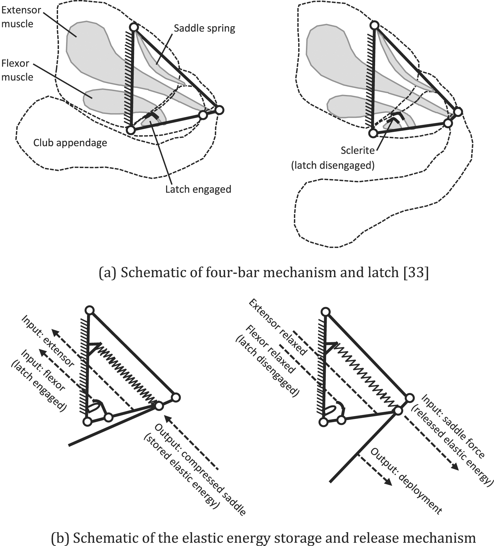 A review of linkage mechanisms in animal joints and related bioinspired ...