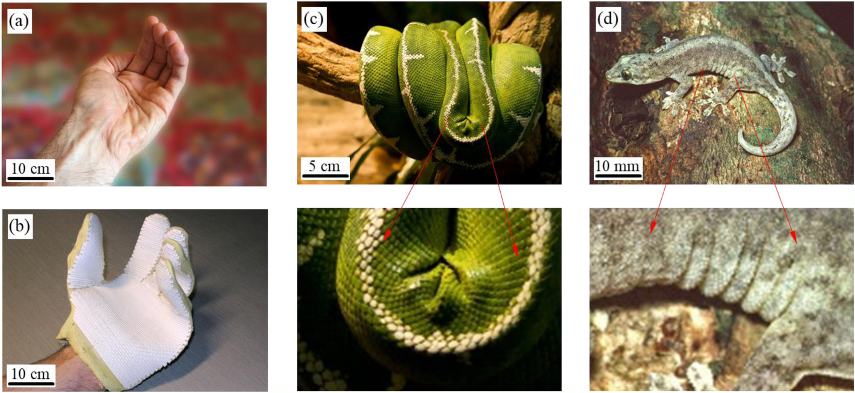 Bioinspired buckling of scaled skins - IOPscience