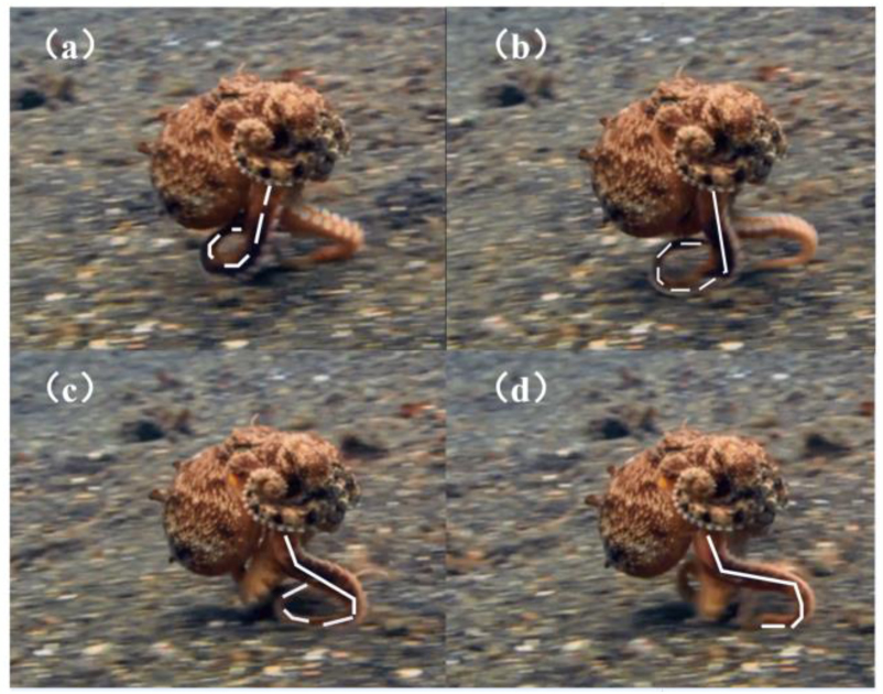 A novel underwater bipedal walking soft robot bio-inspired by the ...