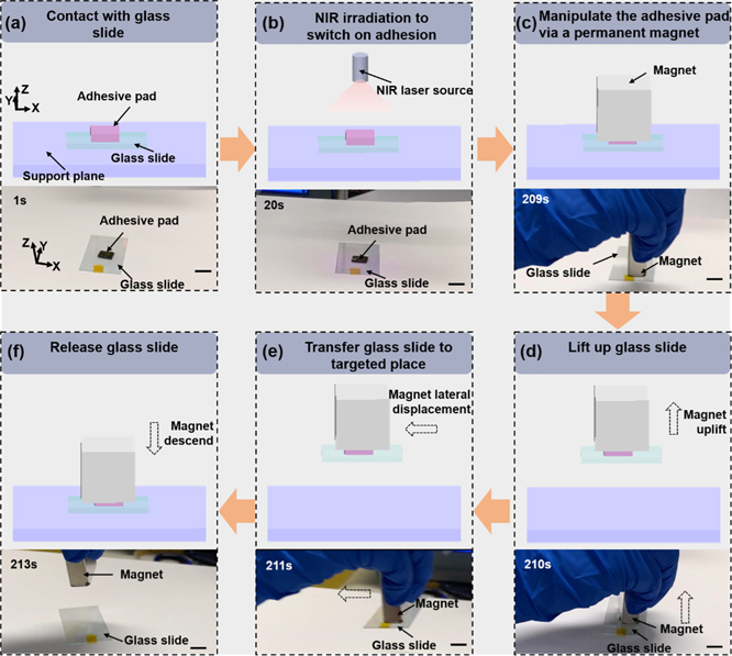A mobile magnetic pad with fast light-switchable adhesion capabilities ...