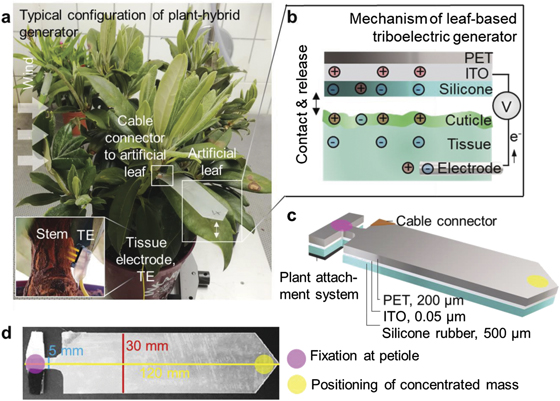 Biohybrid generators based on living plants and artificial leaves ...