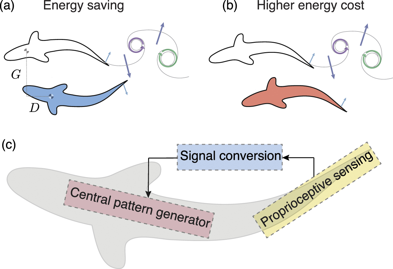 Fish can save energy via proprioceptive sensing - IOPscience