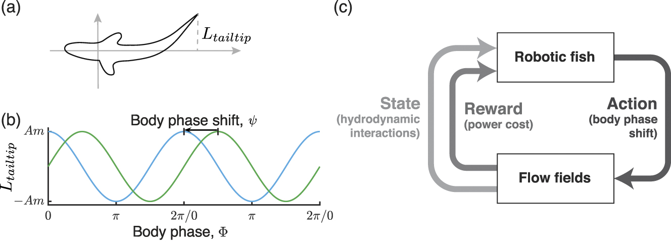 Fish can save energy via proprioceptive sensing - IOPscience