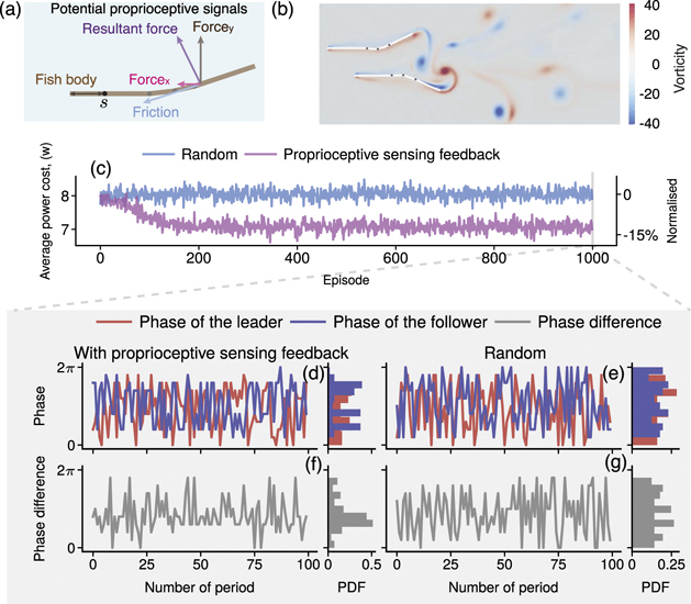 Fish can save energy via proprioceptive sensing - IOPscience