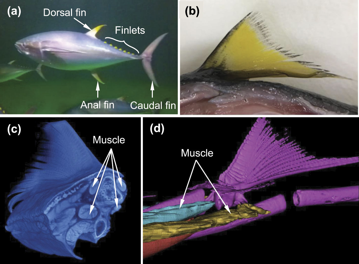 A biomimetic fish finlet with a liquid metal soft sensor for ...