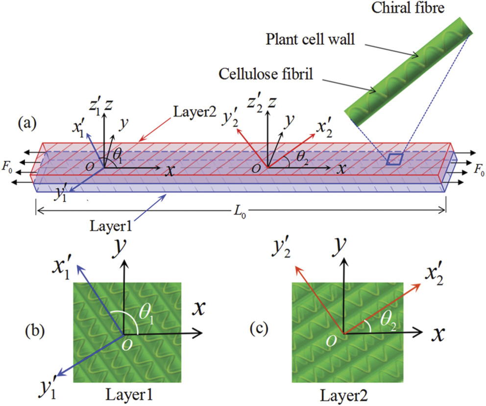 Formation of chiral morphologies of biological materials induced by ...