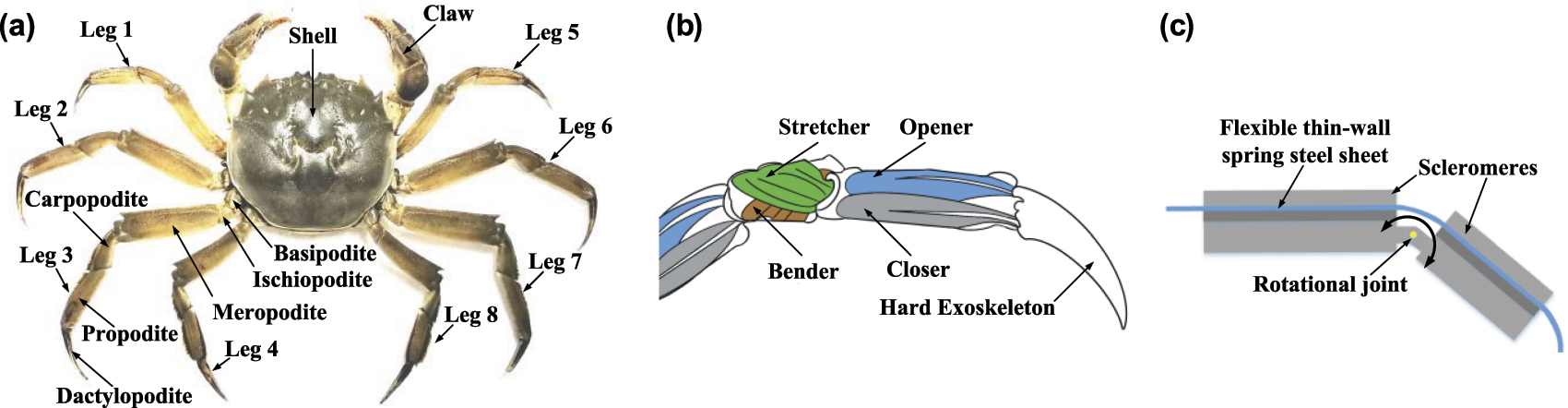 Crab-inspired compliant leg design method for adaptive locomotion of a ...