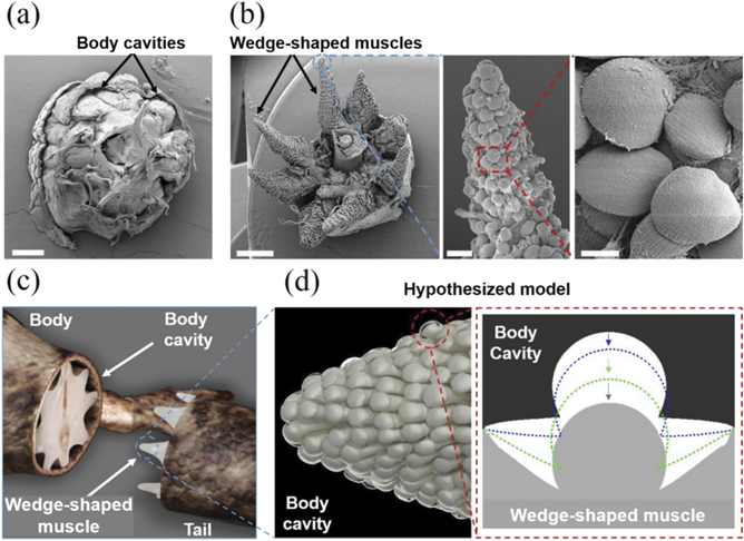 Biomimicking interfacial fracture behavior of lizard tail autotomy with ...