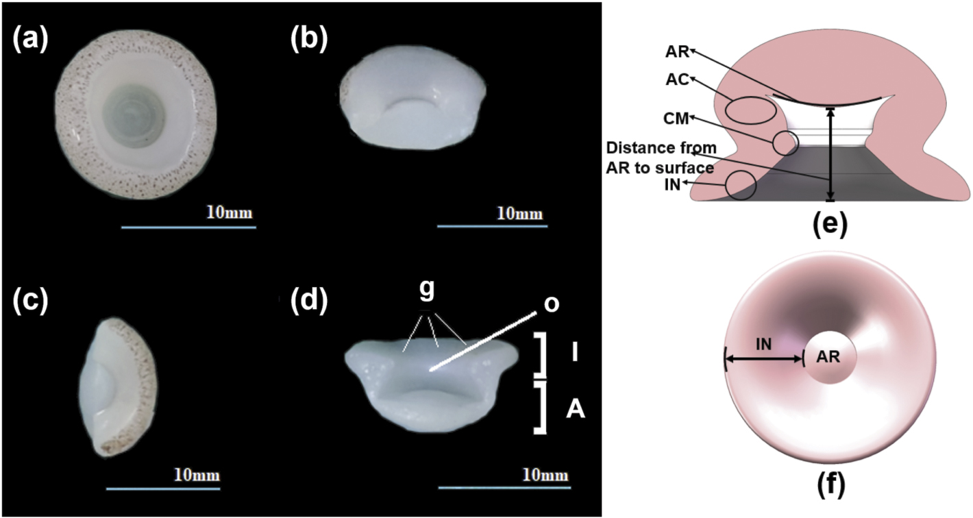 Octopus-inspired sucker to absorb soft tissues: stiffness gradient and ...