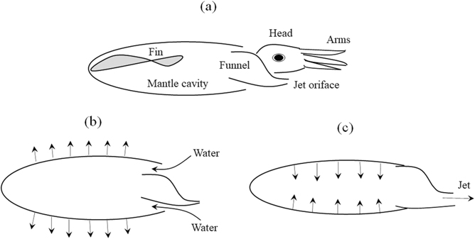 Physics and applications of squid-inspired jetting - IOPscience