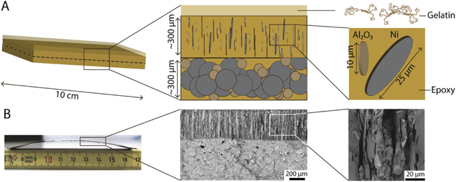 Plant-inspired multi-stimuli and multi-temporal morphing composites ...