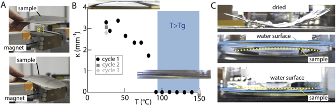 Plant-inspired multi-stimuli and multi-temporal morphing composites ...