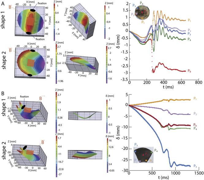 Plant-inspired multi-stimuli and multi-temporal morphing composites ...