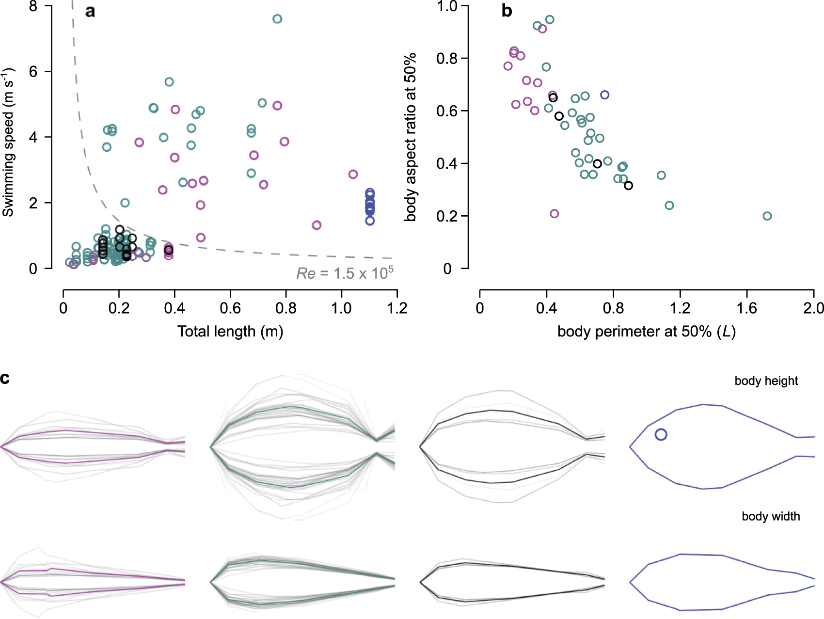 Fish-inspired segment models for undulatory steady swimming - IOPscience