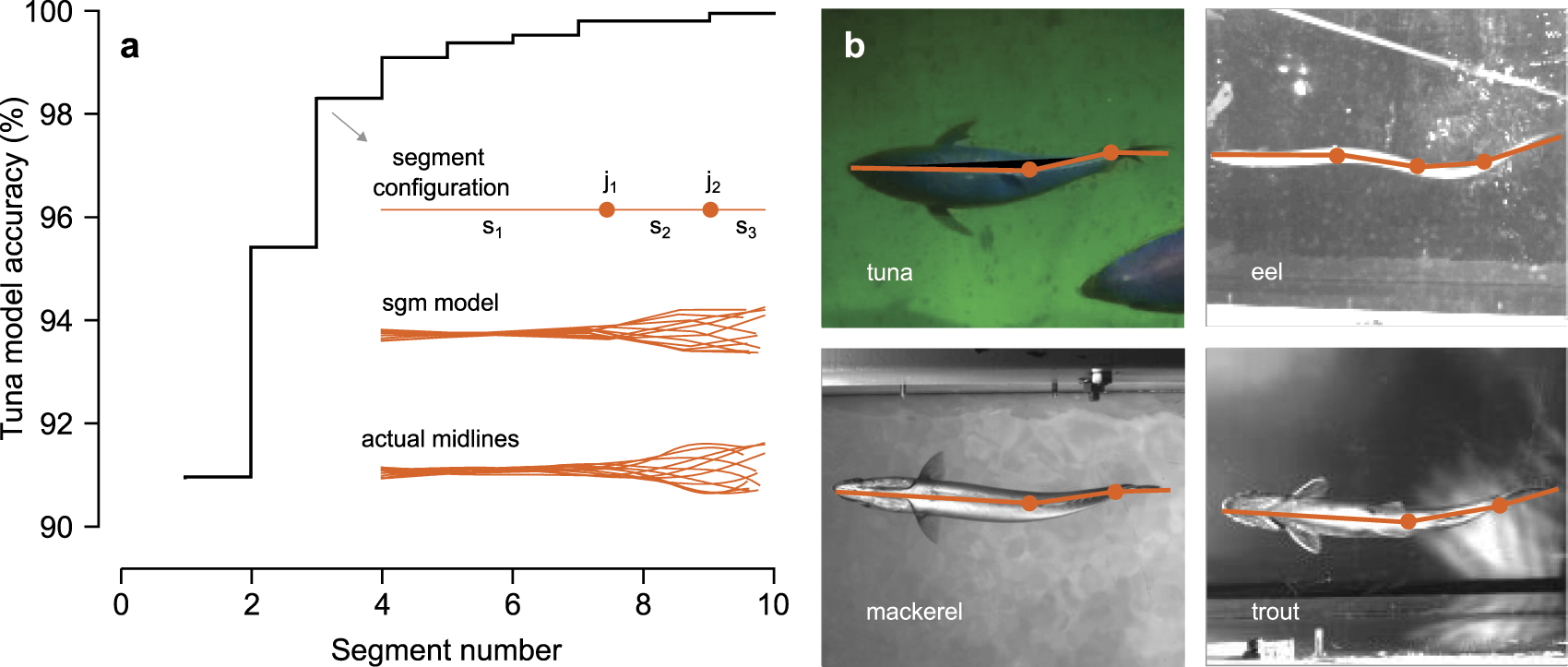 Fish-inspired segment models for undulatory steady swimming - IOPscience