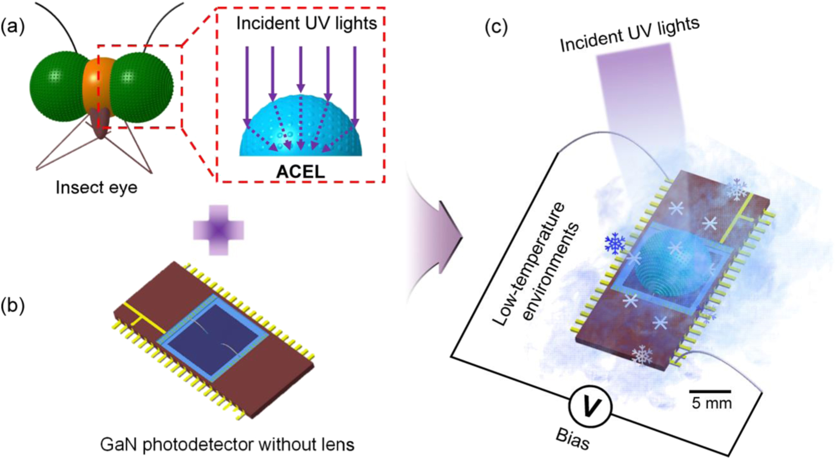 A biomimetic compound eye lens for photocurrent enhancement at low ...
