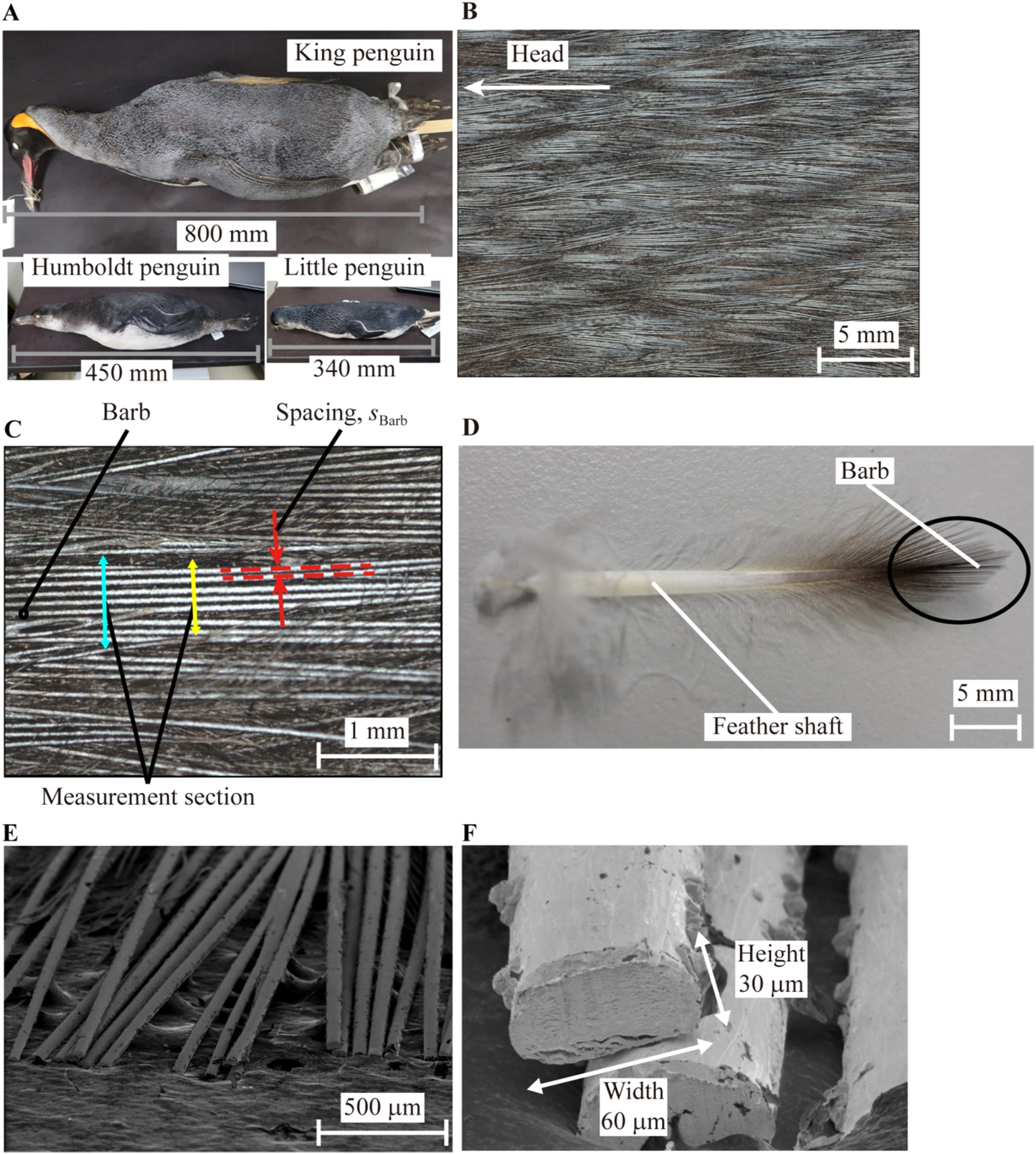 Fluid drag reduction by penguin-mimetic laser-ablated riblets with yaw ...