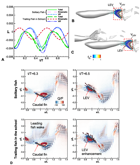 Improved swimming performance in schooling fish via leading-edge vortex ...