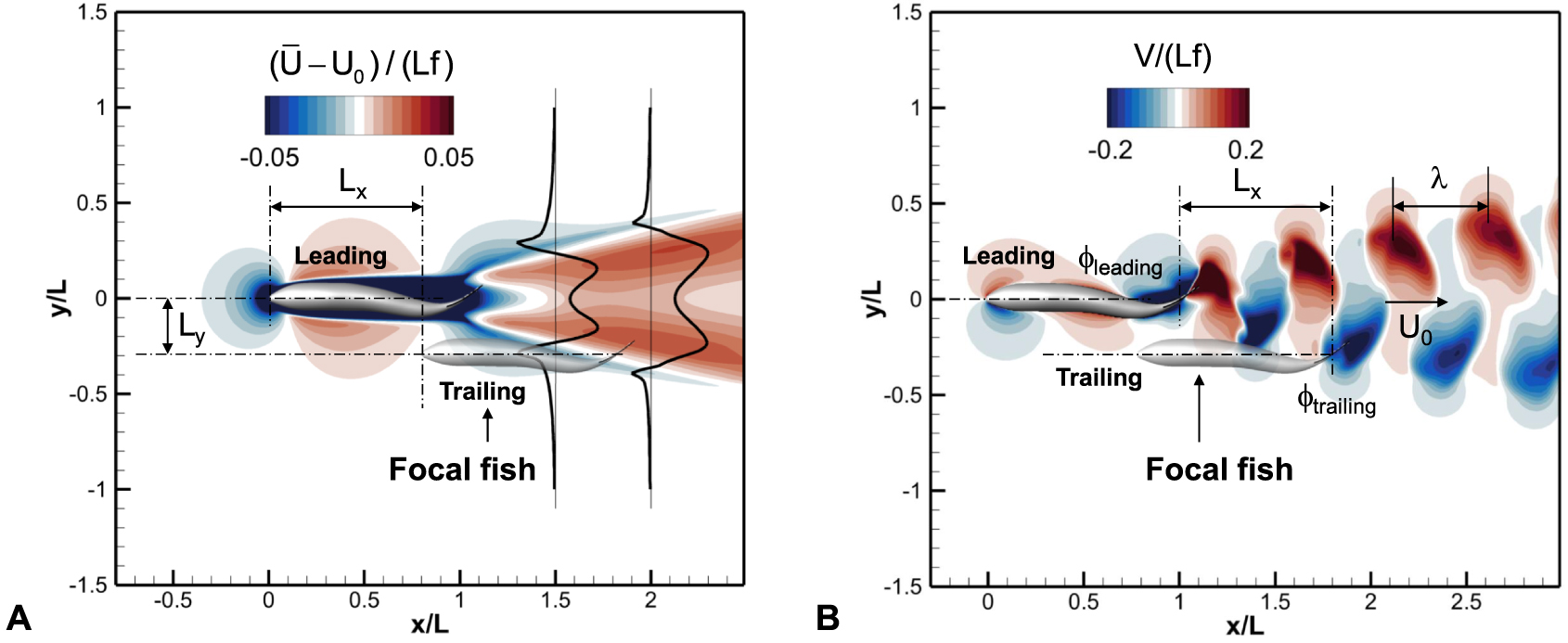 Improved swimming performance in schooling fish via leading-edge vortex ...