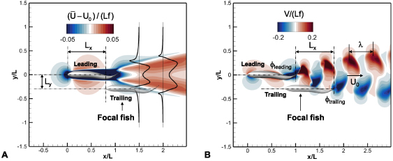 Improved swimming performance in schooling fish via leading-edge vortex ...