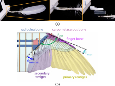 Bio-inspired flapping wing robots with foldable or deformable wings: a ...