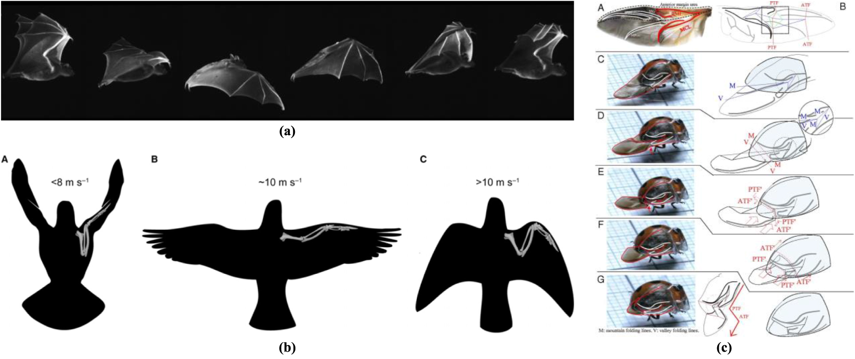 Bio-inspired flapping wing robots with foldable or deformable wings: a ...