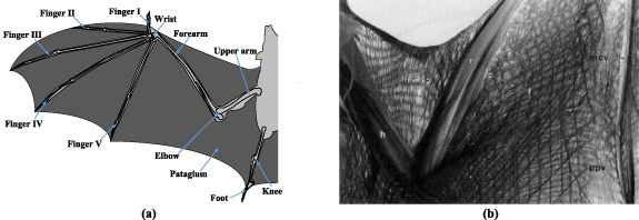 Bio-inspired flapping wing robots with foldable or deformable wings: a ...