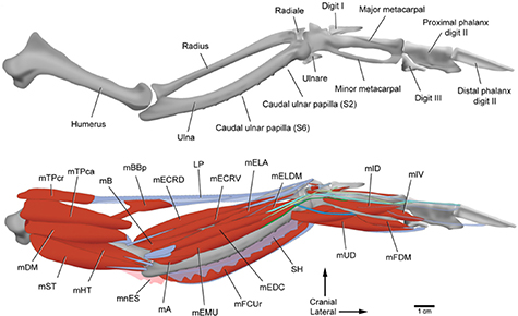 Bio-inspired flapping wing robots with foldable or deformable wings: a ...