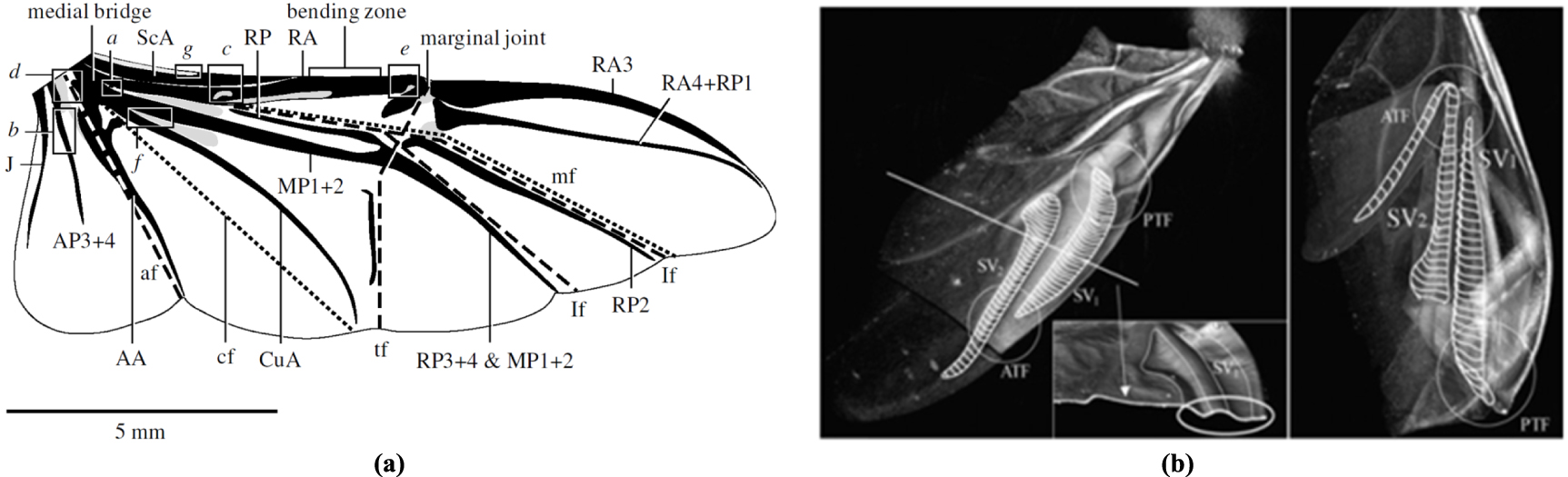 Bio-inspired flapping wing robots with foldable or deformable wings: a ...