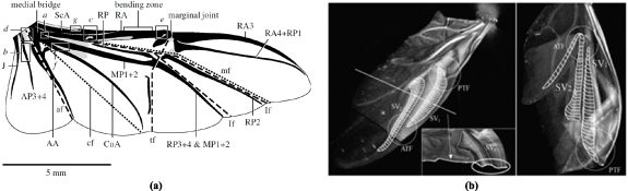 Bio-inspired flapping wing robots with foldable or deformable wings: a ...