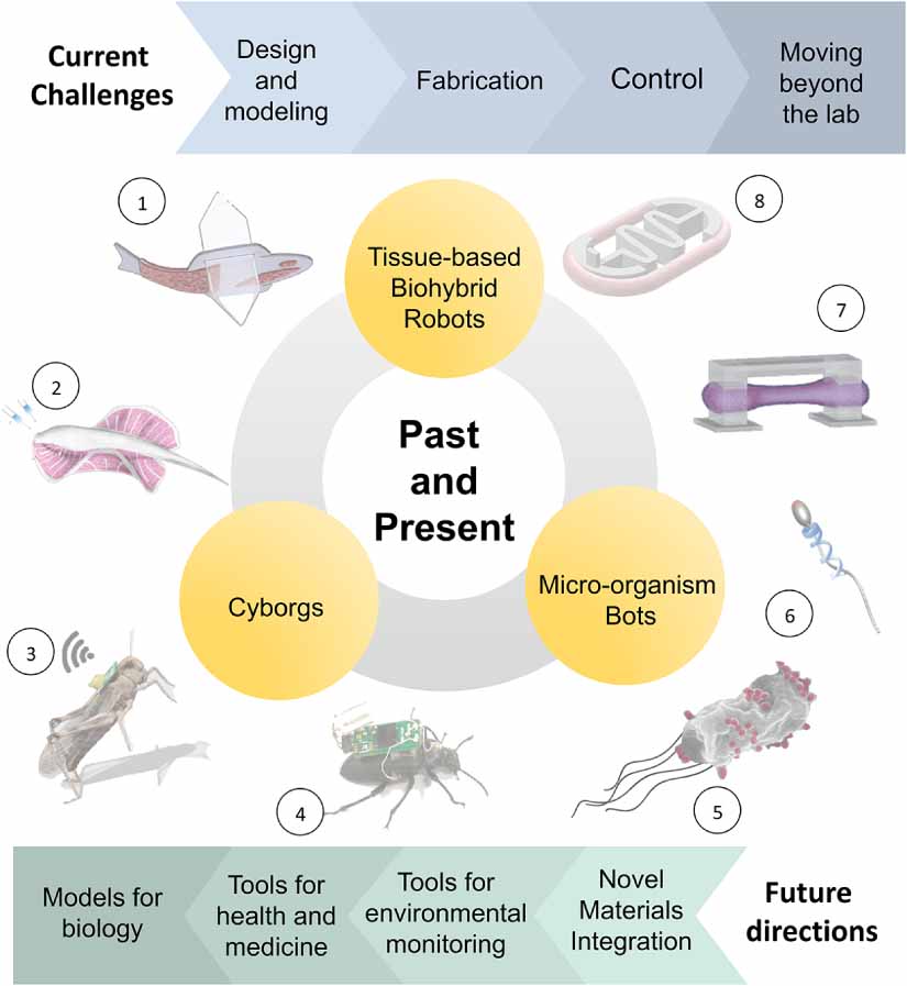 Biohybrid robots: recent progress, challenges, and perspectives ...