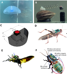 Biohybrid robots: recent progress, challenges, and perspectives ...