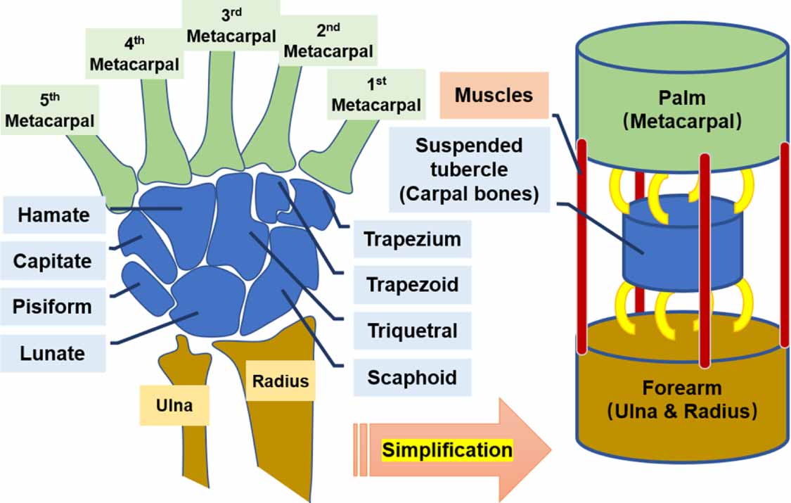 A wrist-inspired suspended tubercle-type tensegrity joint with variable ...