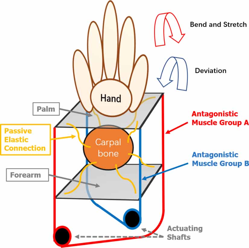 A wrist-inspired suspended tubercle-type tensegrity joint with variable ...